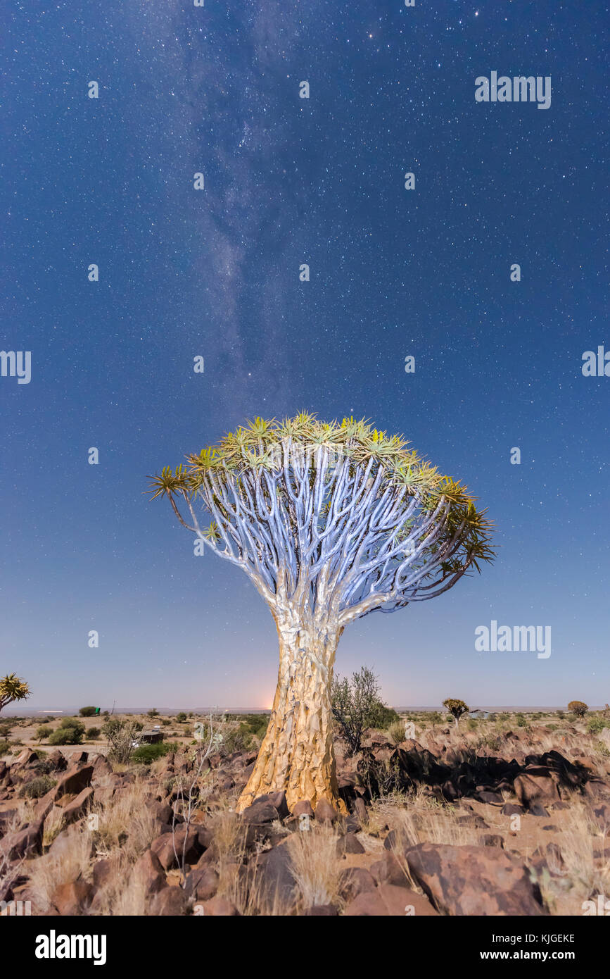 Quiver Tree Forest outside of Keetmanshoop, Namibia at night Stock ...