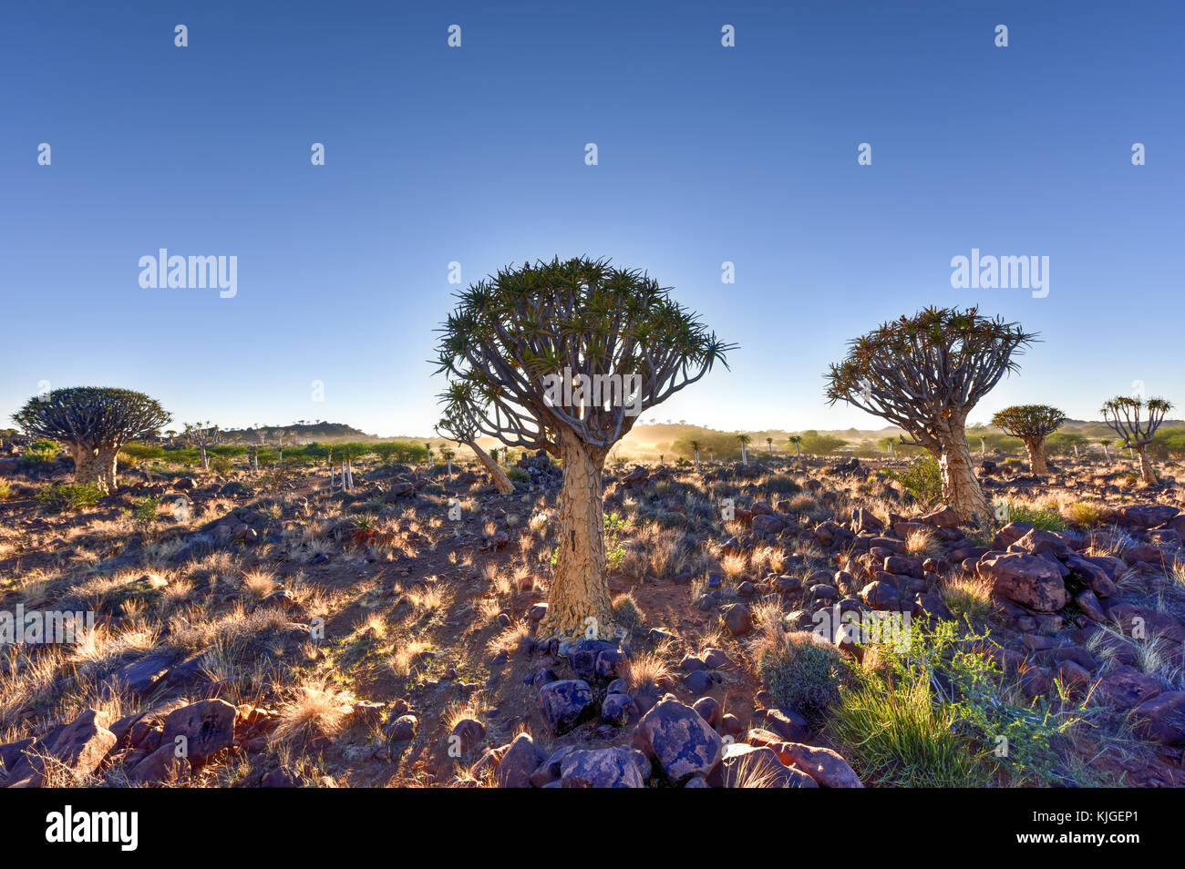Quiver Tree Forest outside of Keetmanshoop, Namibia at dawn Stock Photo ...