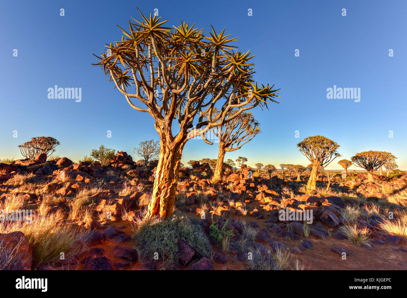 Quiver Tree Forest outside of Keetmanshoop, Namibia at dawn Stock Photo ...