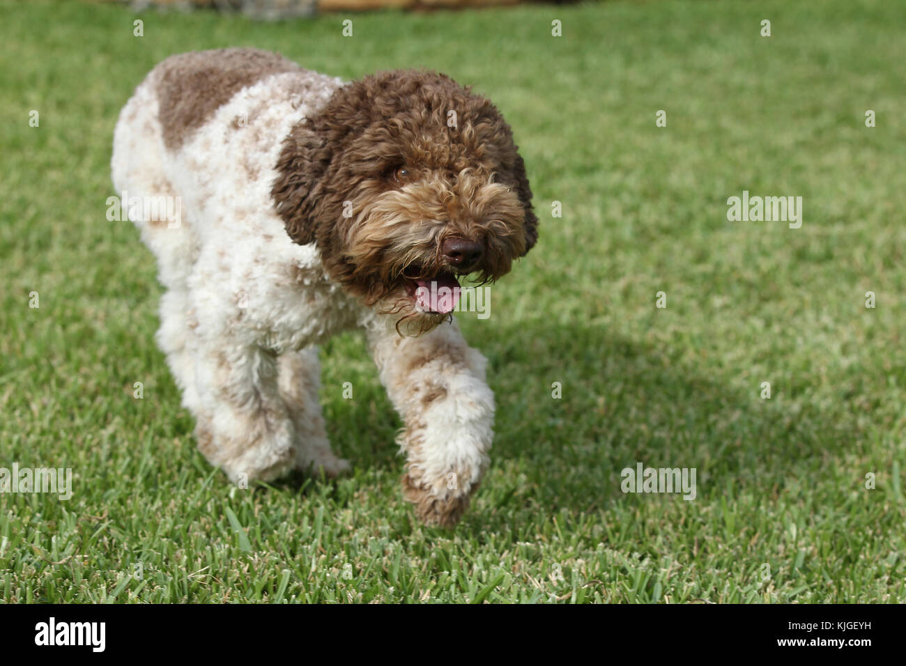 Lagotto Romagnolo Romagna Water Dog Water Dog Romagna running on grass ...