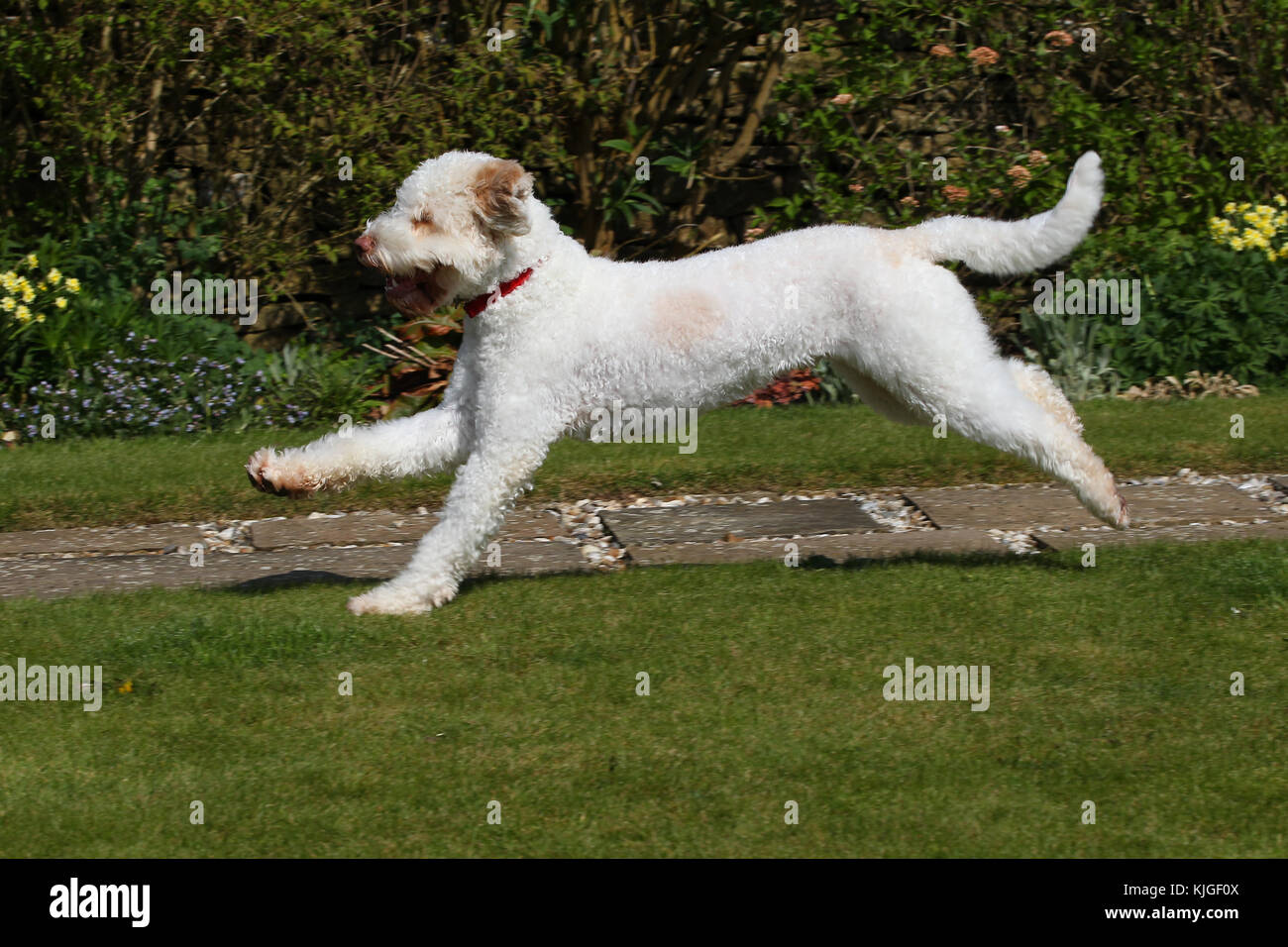 Lagotto romagnolo dog hi-res stock photography and images - Alamy