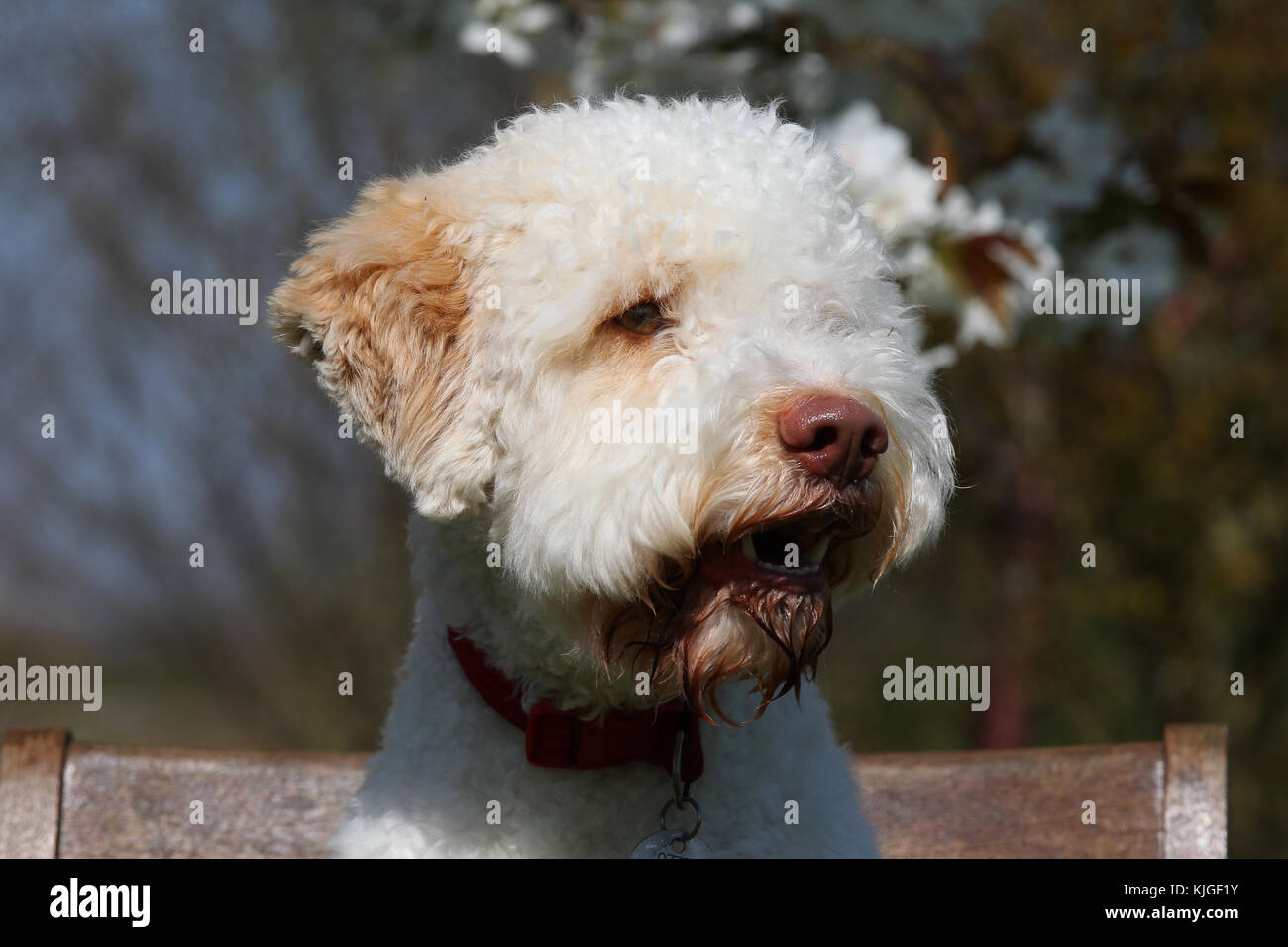 Panting dog hi-res stock photography and images - Alamy