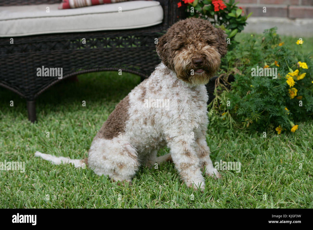 Open mouth dog hi-res stock photography and images - Alamy