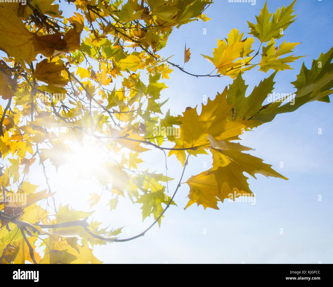Autumn leaves with sunlight background Stock Photo - Alamy