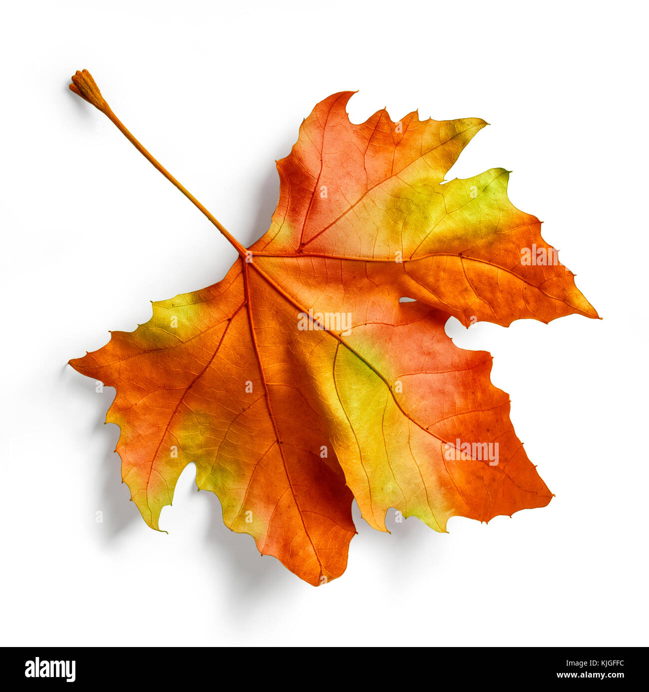 Forest path Cut Out Stock Images & Pictures - Alamy