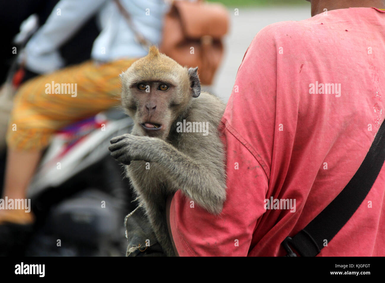 Boyolali, Indonesia. 23rd Nov, 2017. A long-tailed monkey, wearing ...