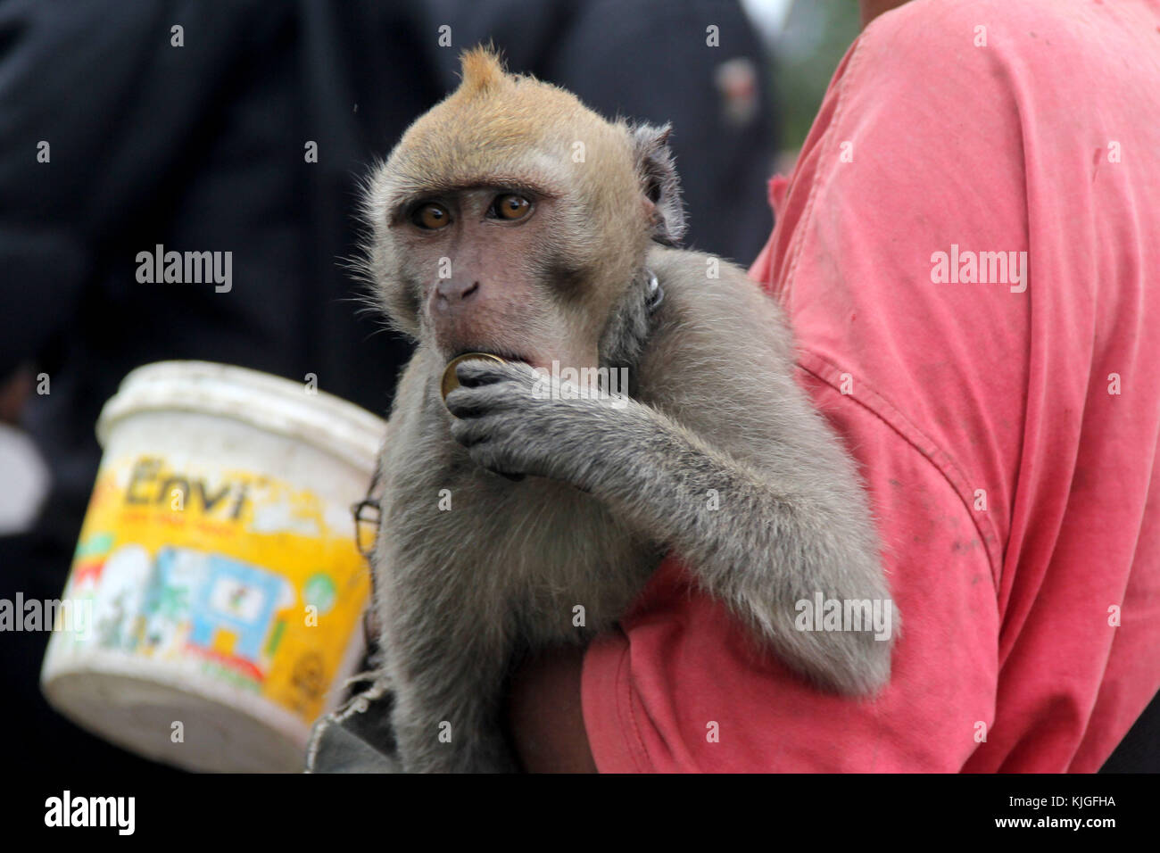 Boyolali, Indonesia. 23rd Nov, 2017. A long-tailed monkey, wearing ...