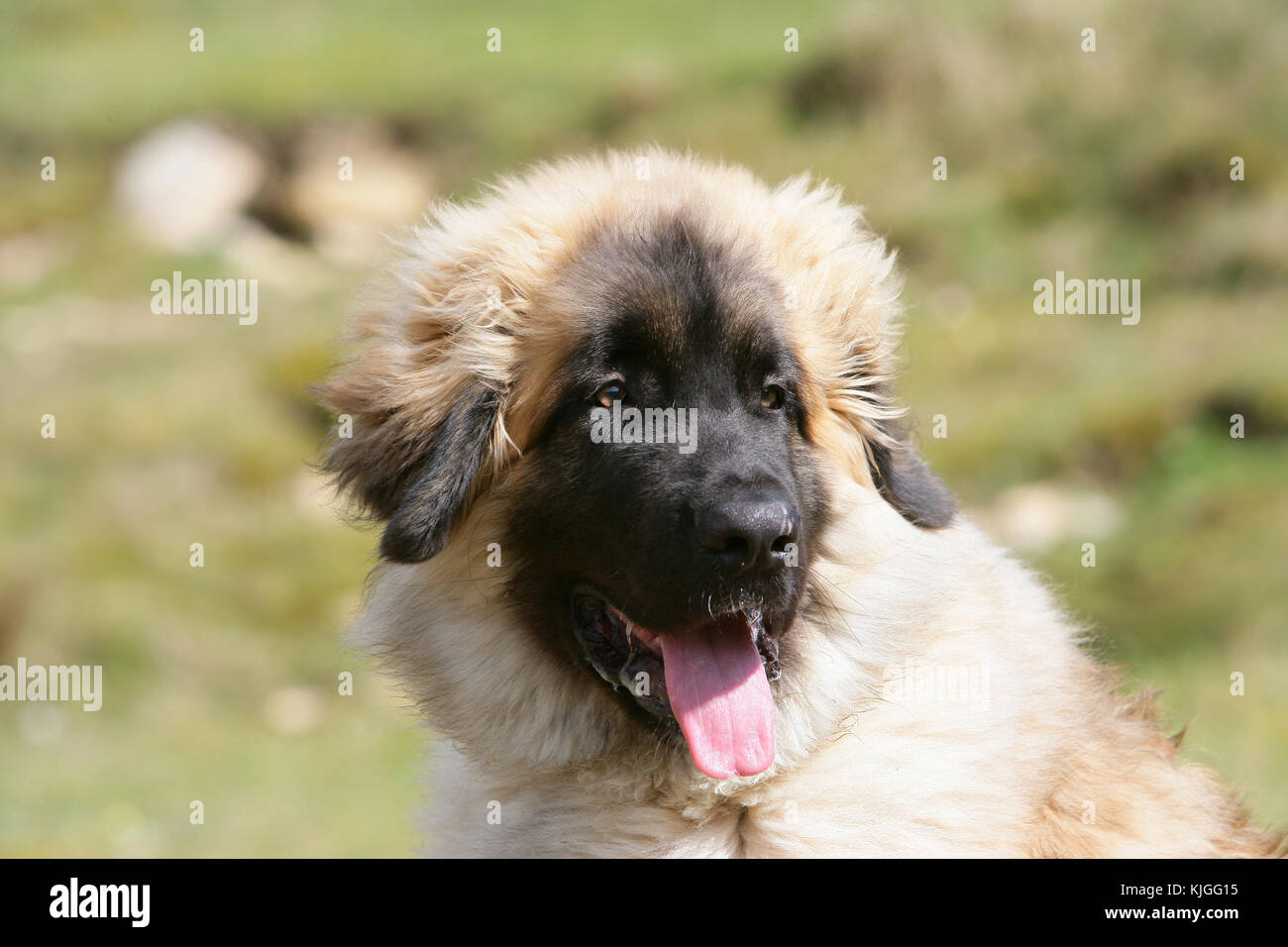 Leonberger Cross German Shepherd