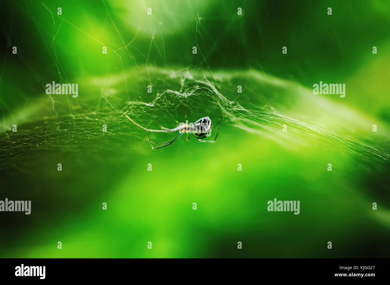 Cute spider in the web Stock Photo - Alamy