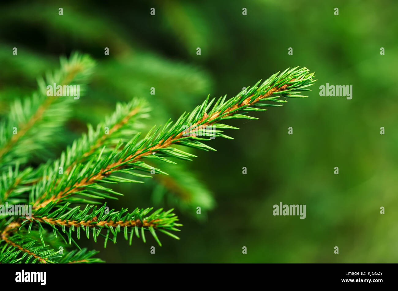 Pine tree branch Stock Photo - Alamy