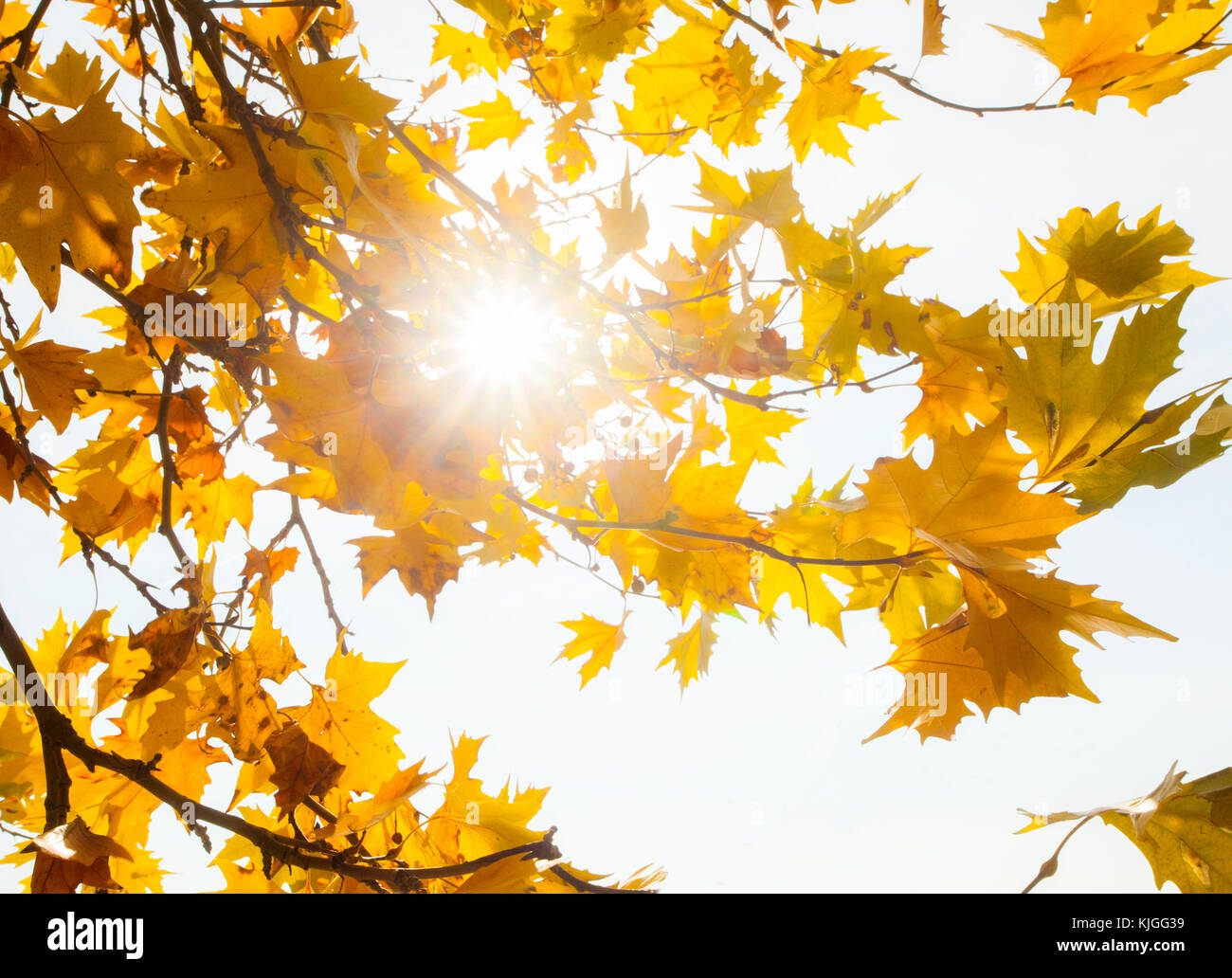 Autumn leaves with sunlight Stock Photo - Alamy