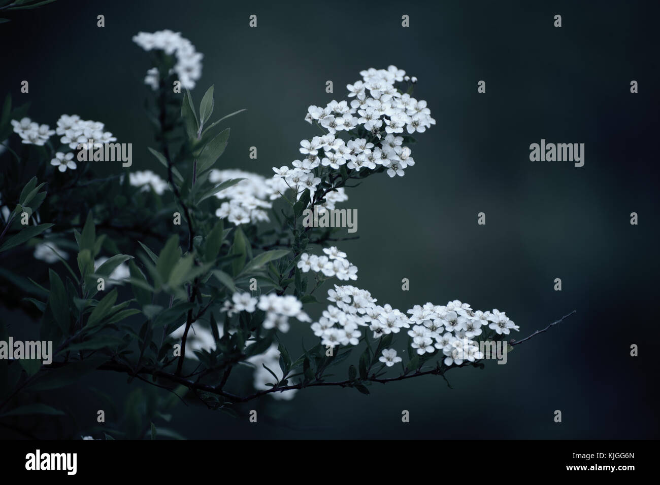 Spring white flowers Stock Photo - Alamy