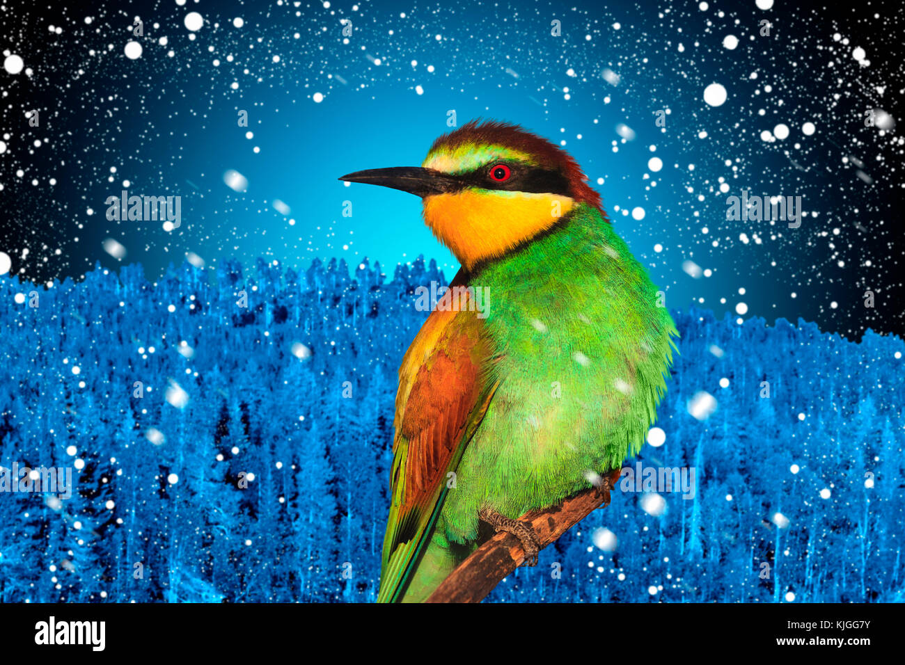 Winter holidays picture of a christmas bird against a background of ...