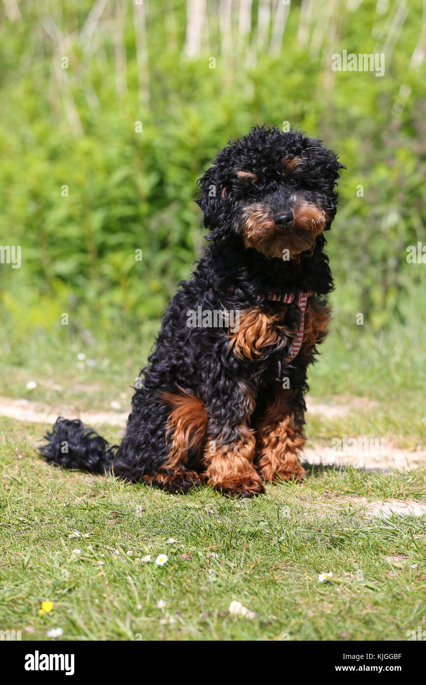Tan poodle hi-res stock photography and images - Alamy
