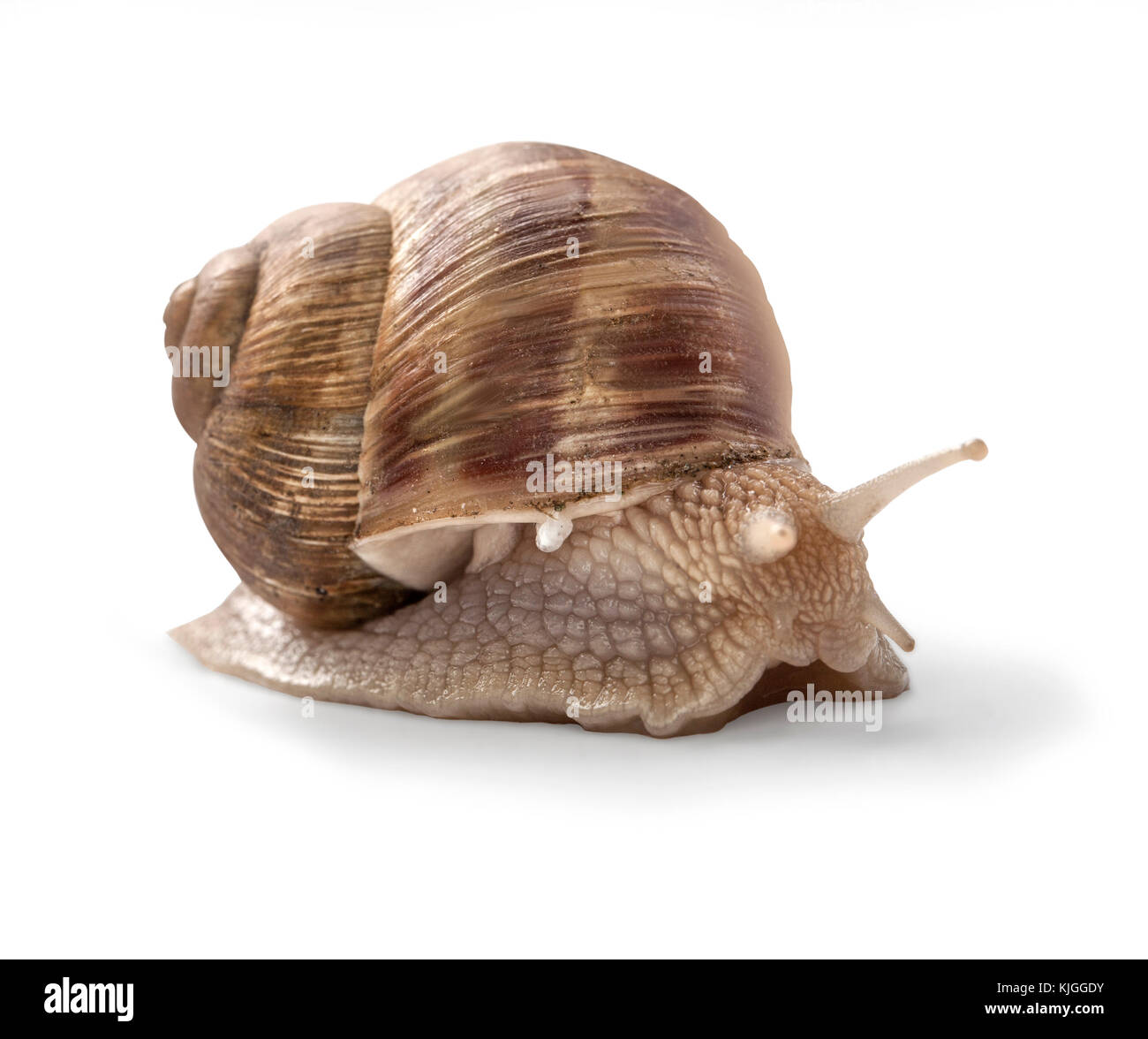 Garden snail on white background with clipping path Stock Photo - Alamy