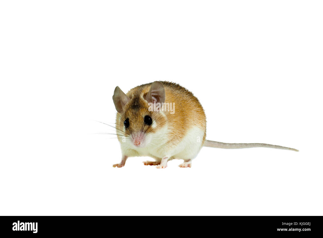 light yellow spiny mouse with white belly on a white background looks ...