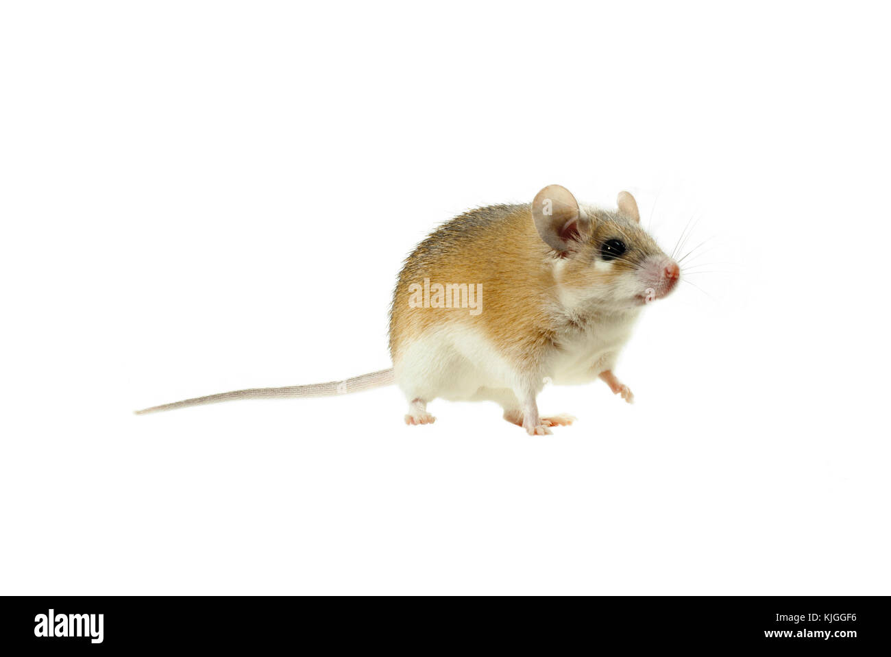 light yellow spiny mouse with white belly on a white background looking ...