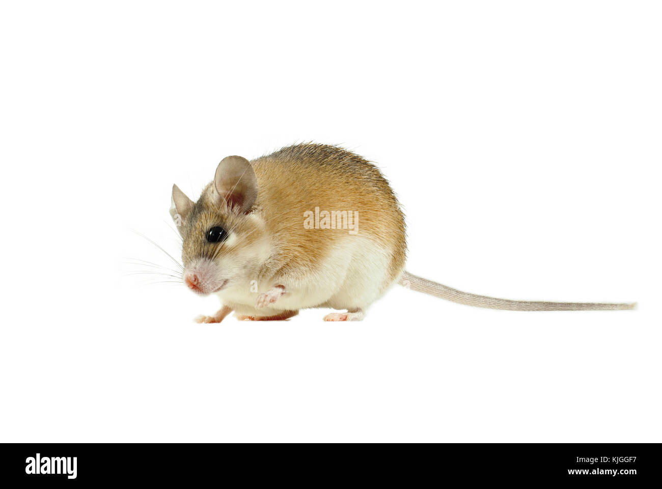 light yellow spiny mouse with white belly on a white background looks ...