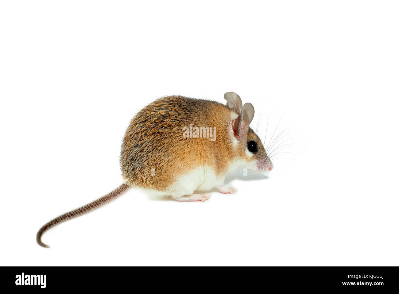 light red spiny mouse with white belly on a white background sits ...