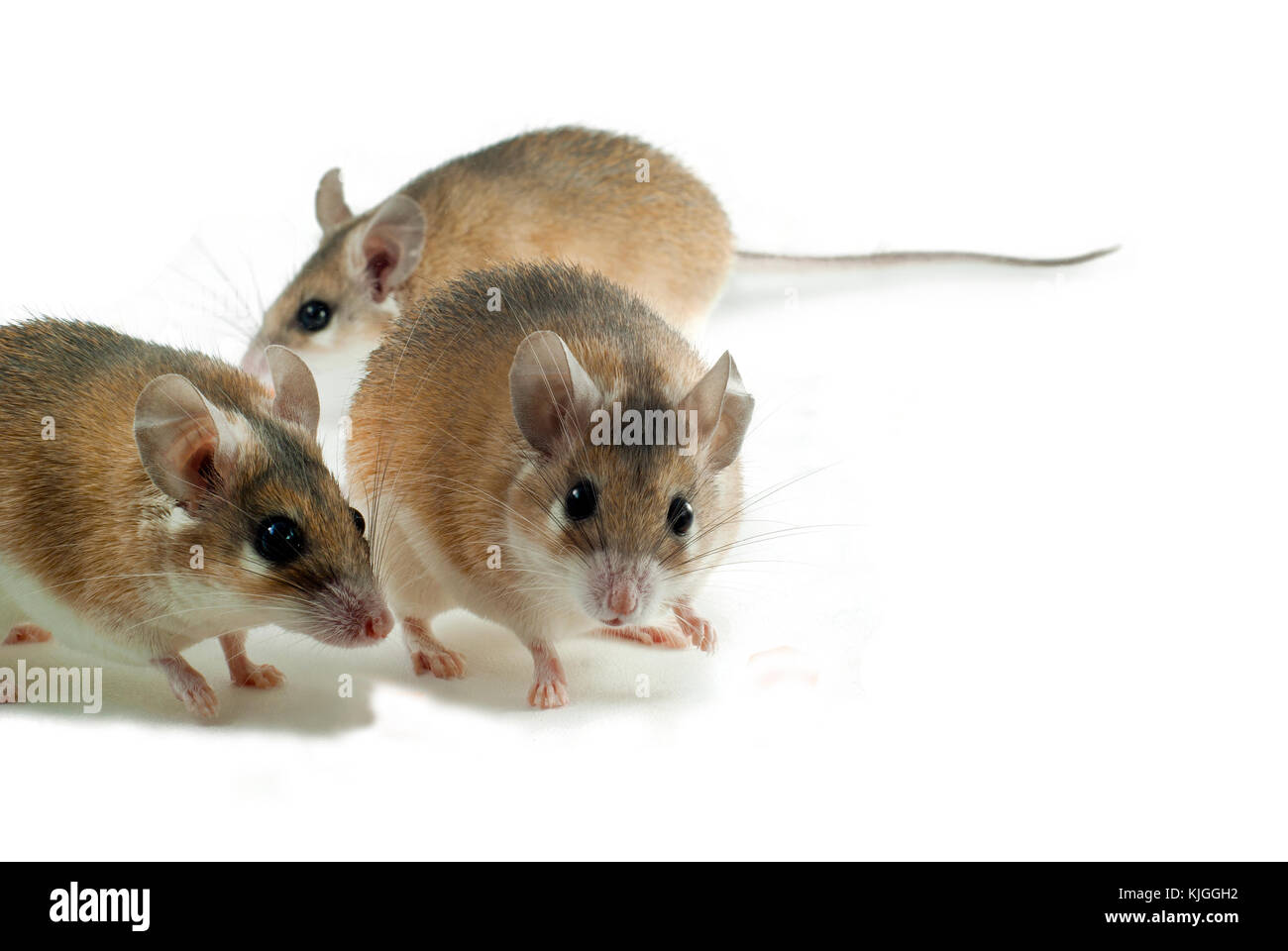 three light red spiny mouses with white bellys on a white background ...
