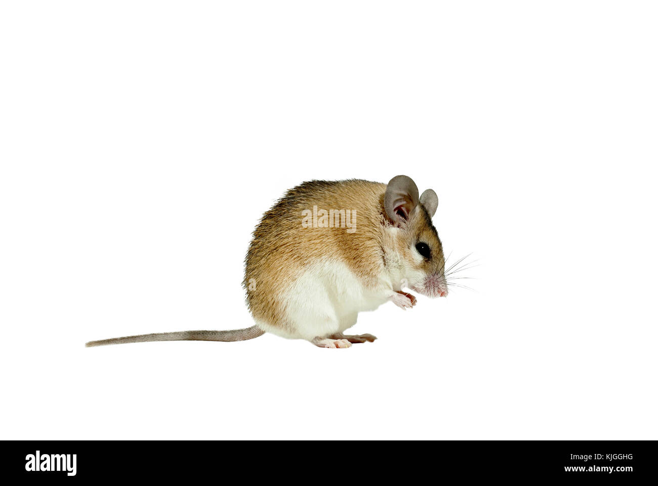 light yellow spiny mouse with white belly on a white background sits ...