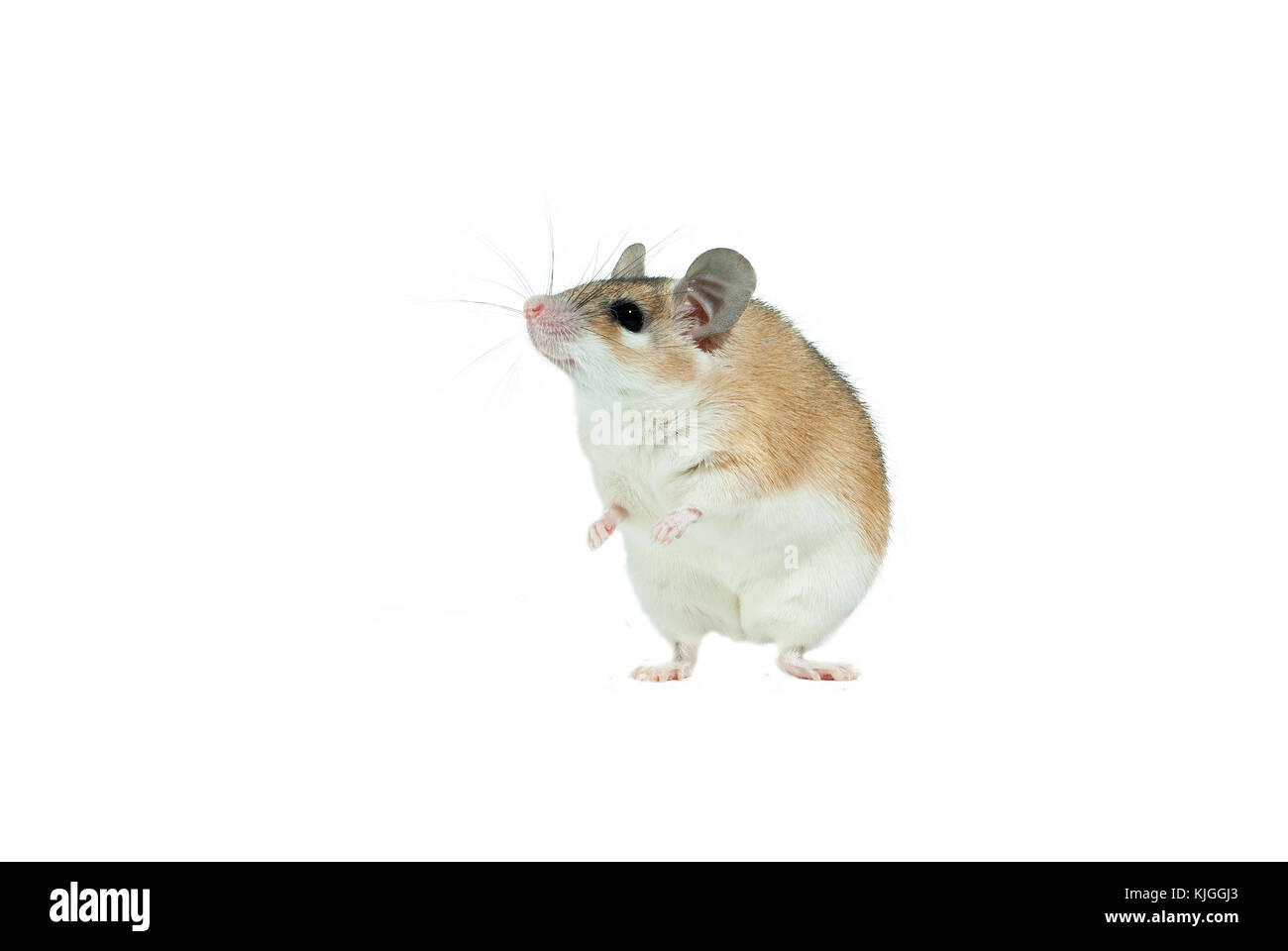 light yellow spiny mouse with white belly isolated stands on its hind ...