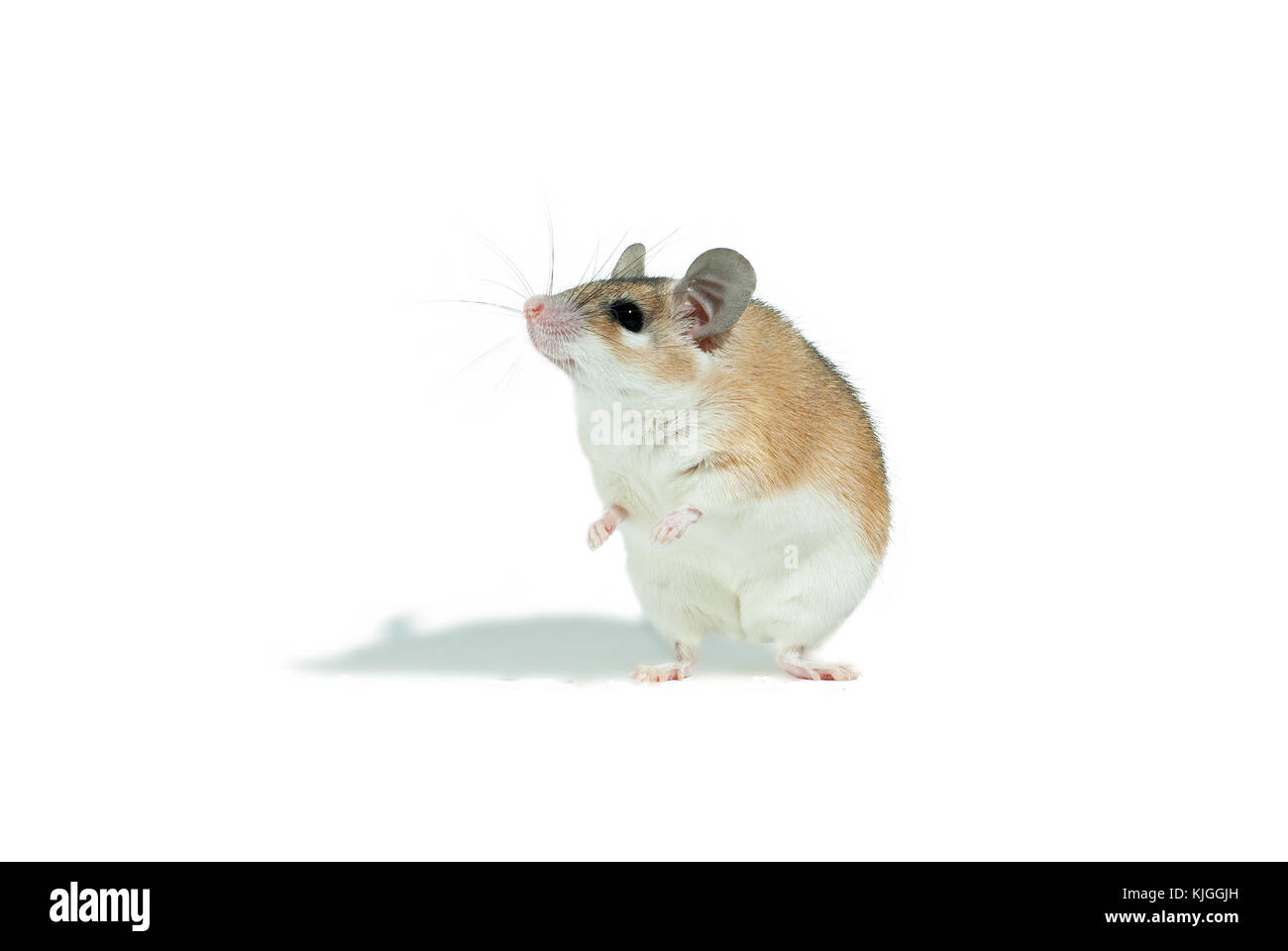 light yellow spiny mouse with white belly on a white background stands ...