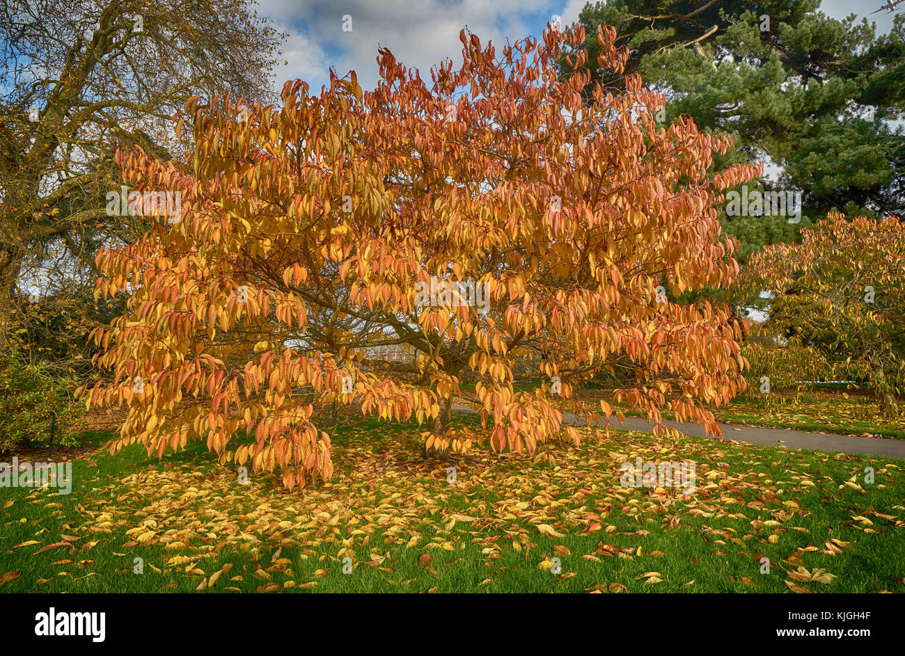 prune tree kew gardens Stock Photo - Alamy