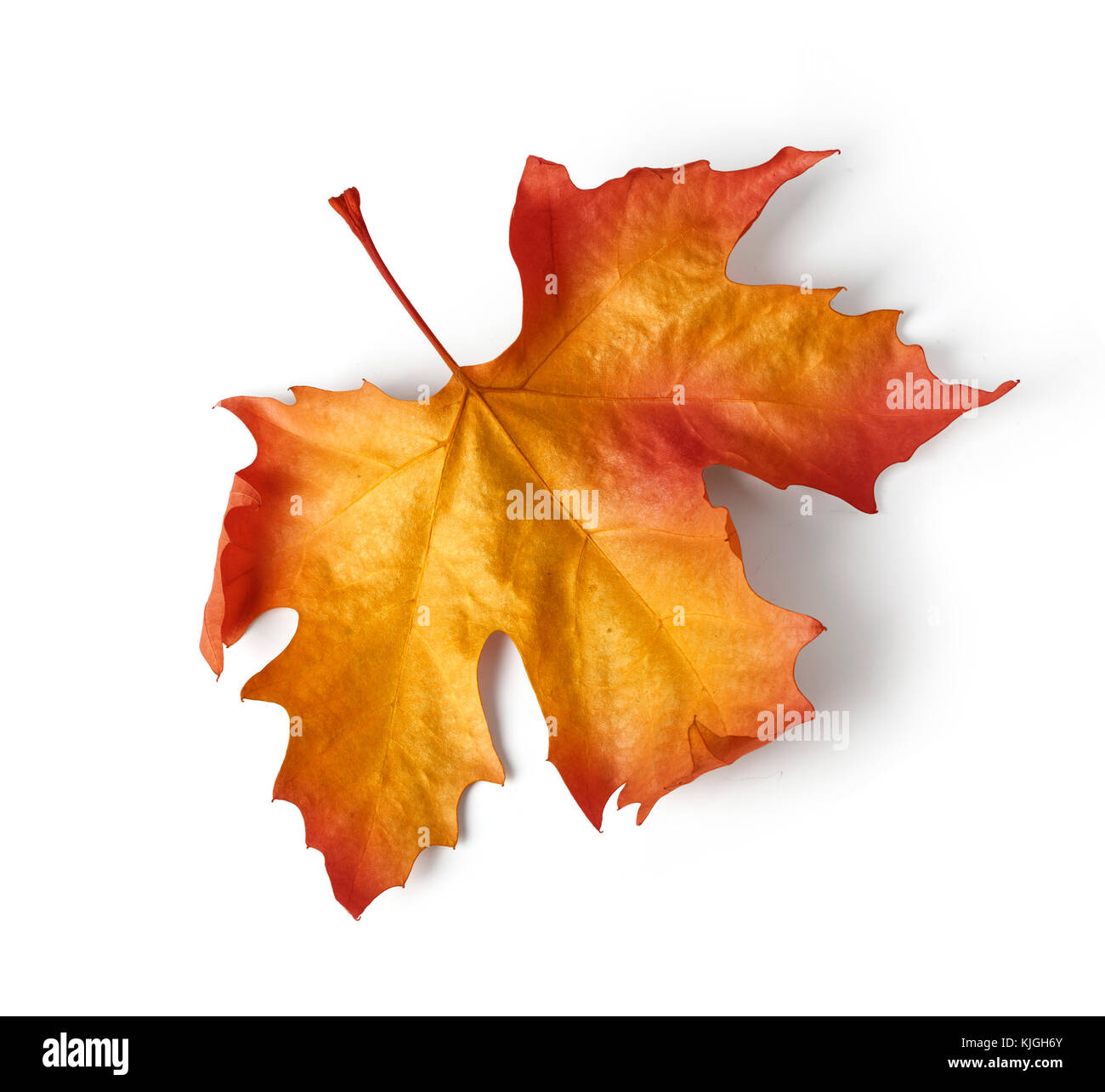 colorful autumn maple leaf isolated on white background. with clipping ...