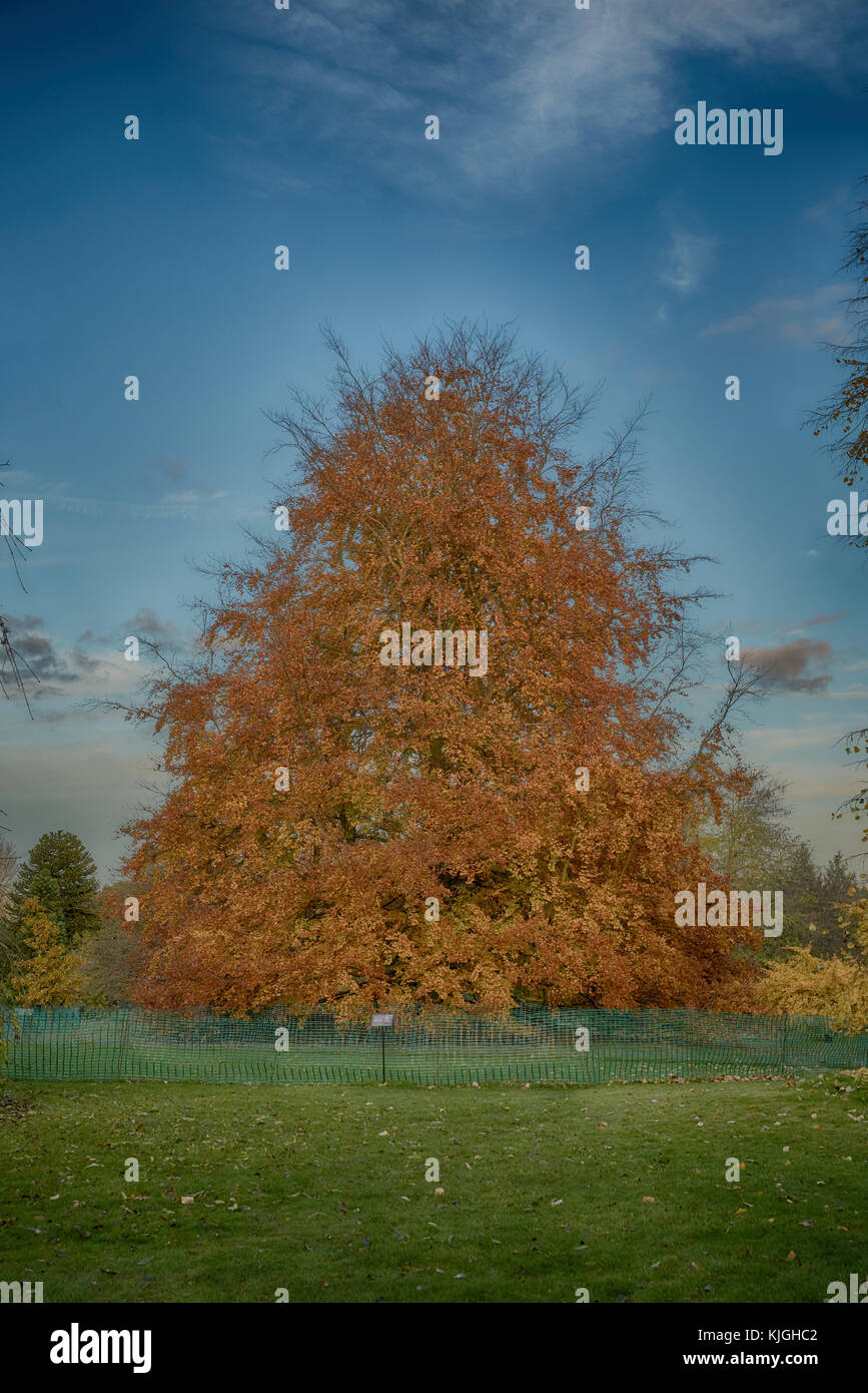 Kew Gardens Trees For Sale at Bruce Green blog