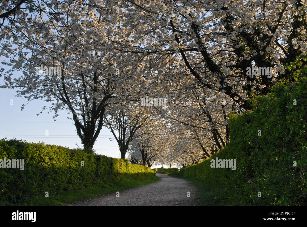 Path of cherry trees hi-res stock photography and images - Alamy
