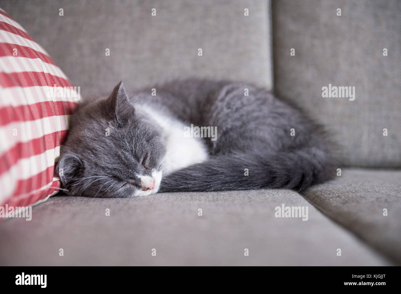 Indoor shot lovely family hi-res stock photography and images - Alamy