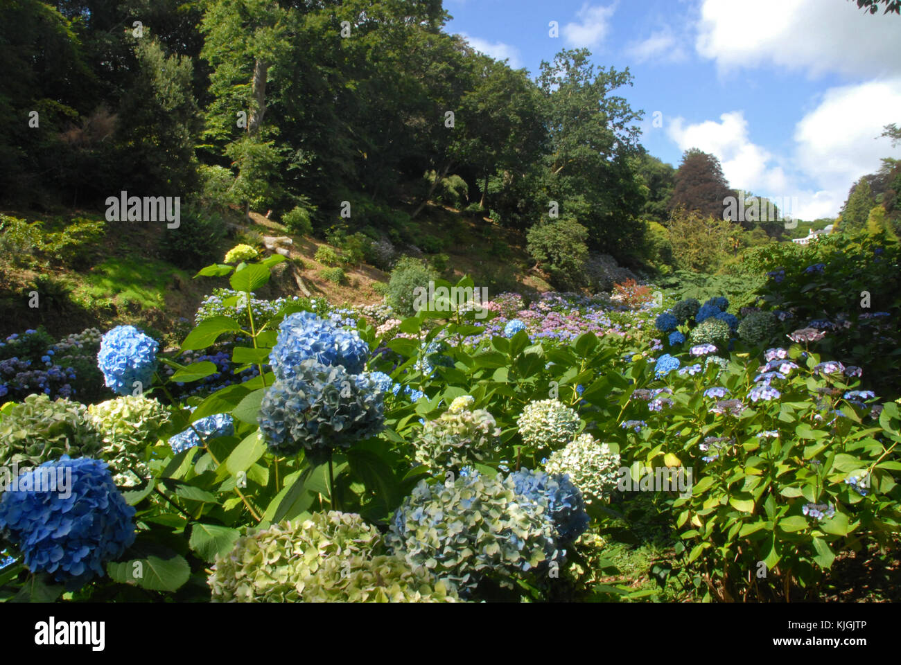 Trebah garden hi-res stock photography and images - Alamy