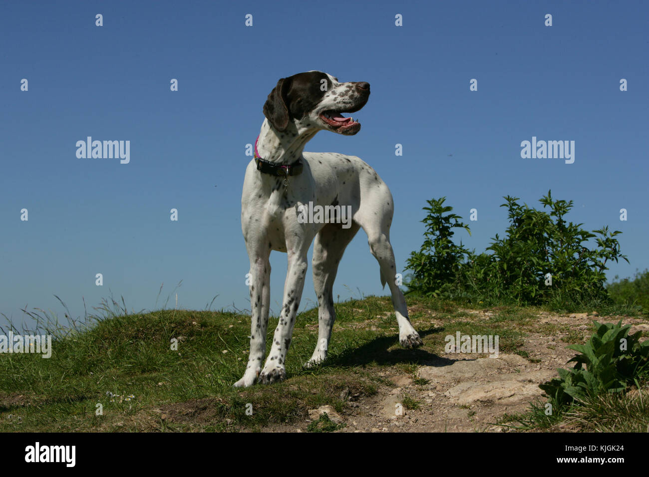 English Pointer High Resolution Stock Photography and Images - Alamy