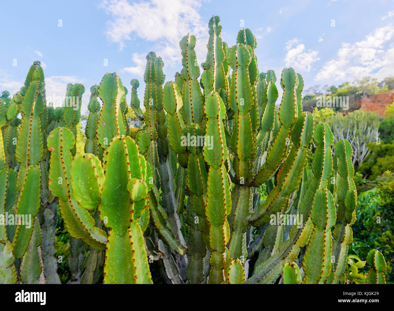 Cactus up close growing in South Africa Stock Photo: 166323313 - Alamy