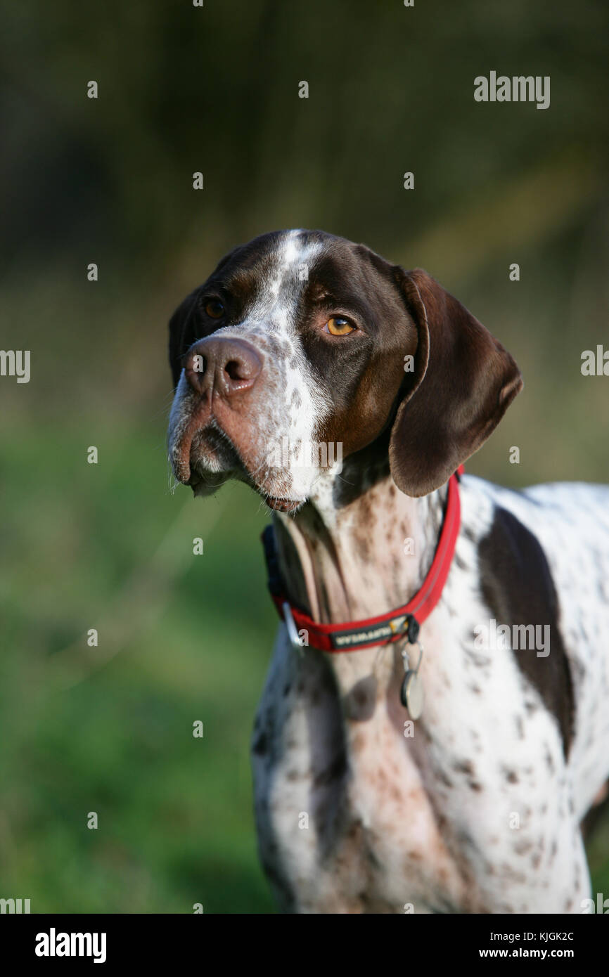English collar hi-res stock photography and images - Alamy