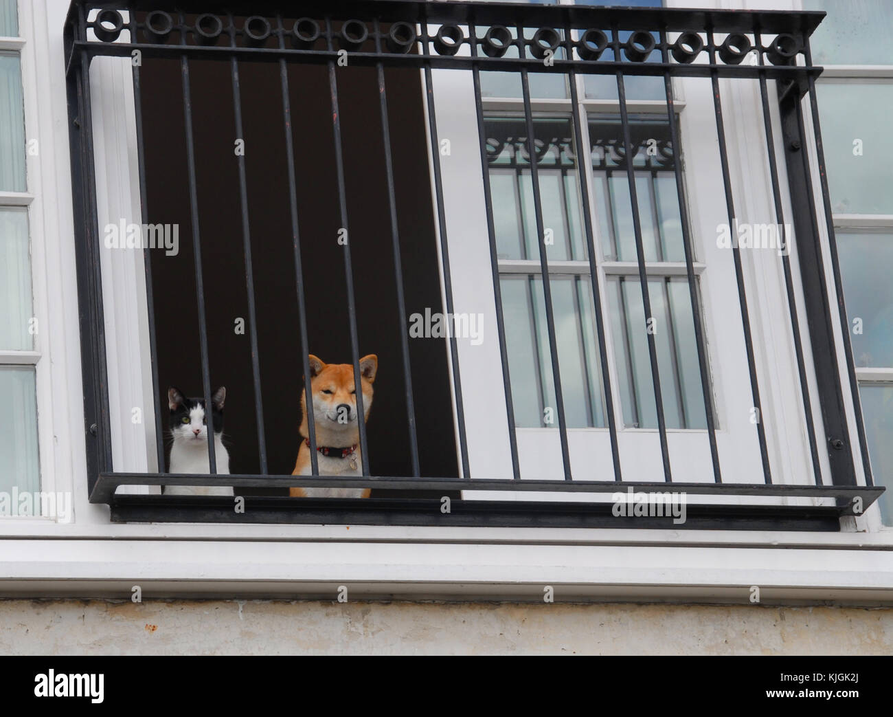 Cat and dog looking out of the window behind bars Stock Photo - Alamy