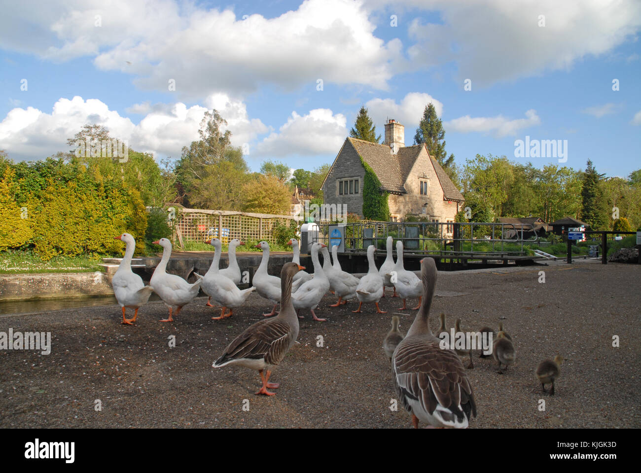 Families of geese and ducks photographed from their perspective Stock ...
