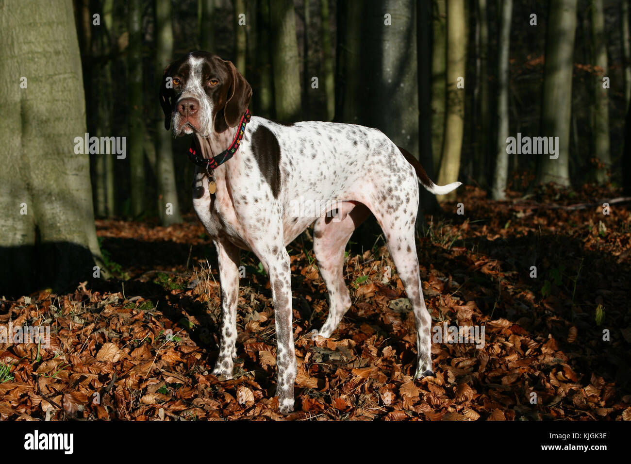 English camera hi-res stock photography and images - Alamy