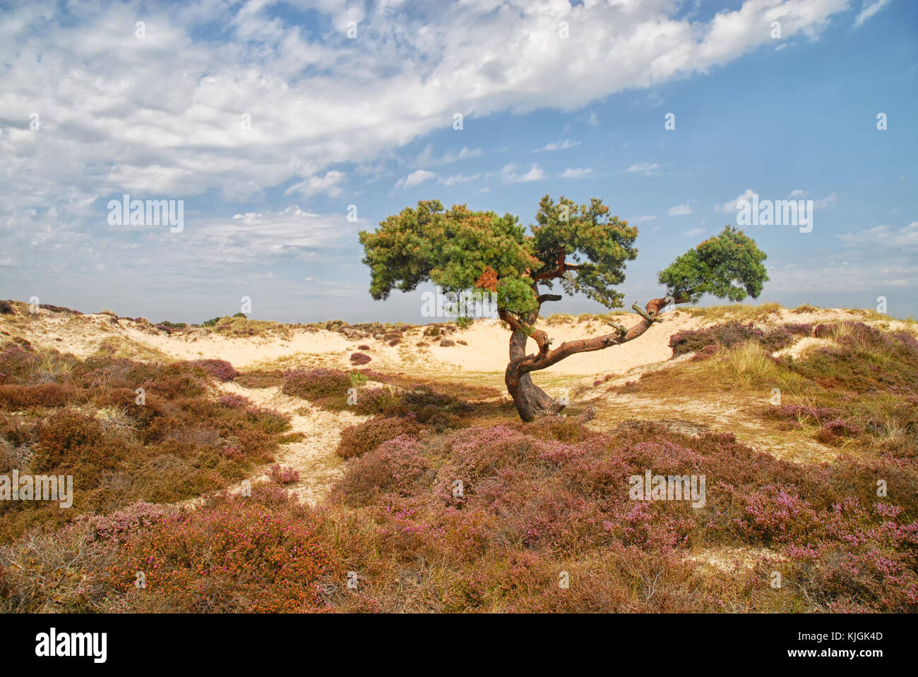 Isolated tree in the dunes of Studland, United Kingdom Stock Photo - Alamy