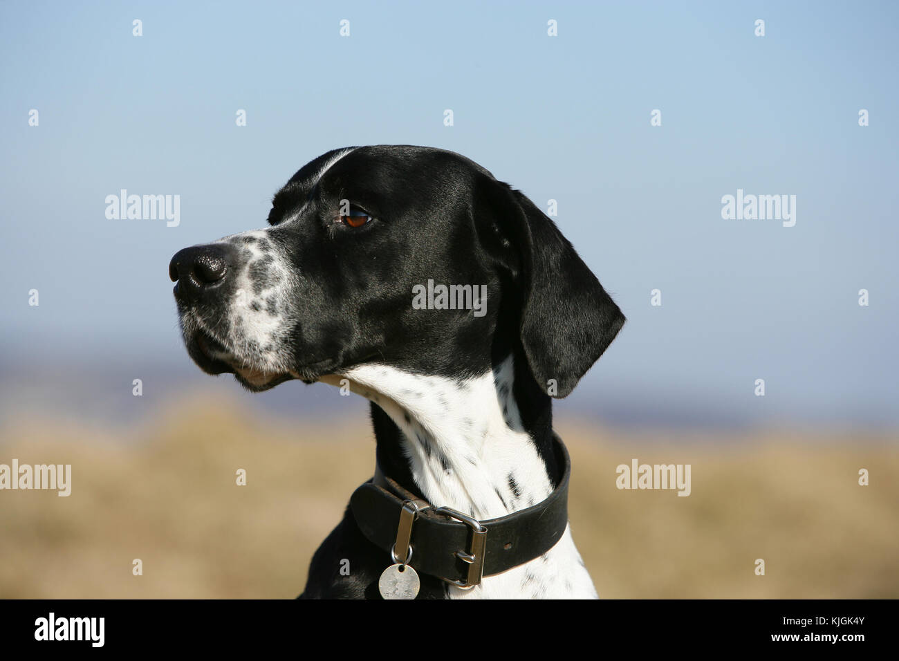 English pointer hi-res stock photography and images - Alamy