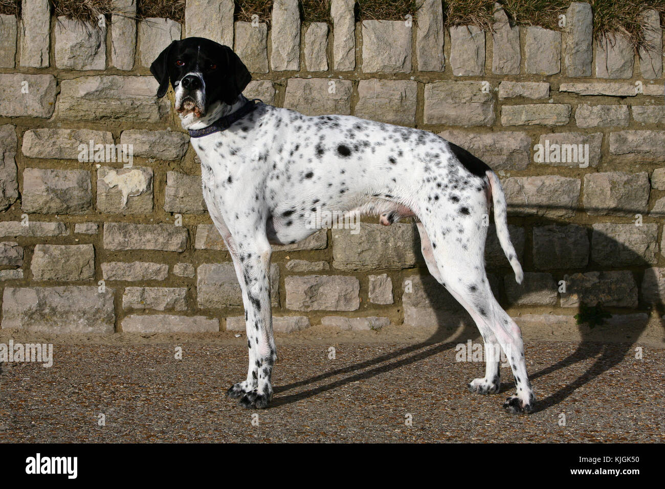 English camera hi-res stock photography and images - Alamy