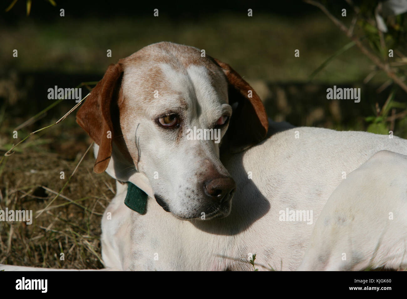 Pointer - English English Pointer Pointer orange and white dog ...