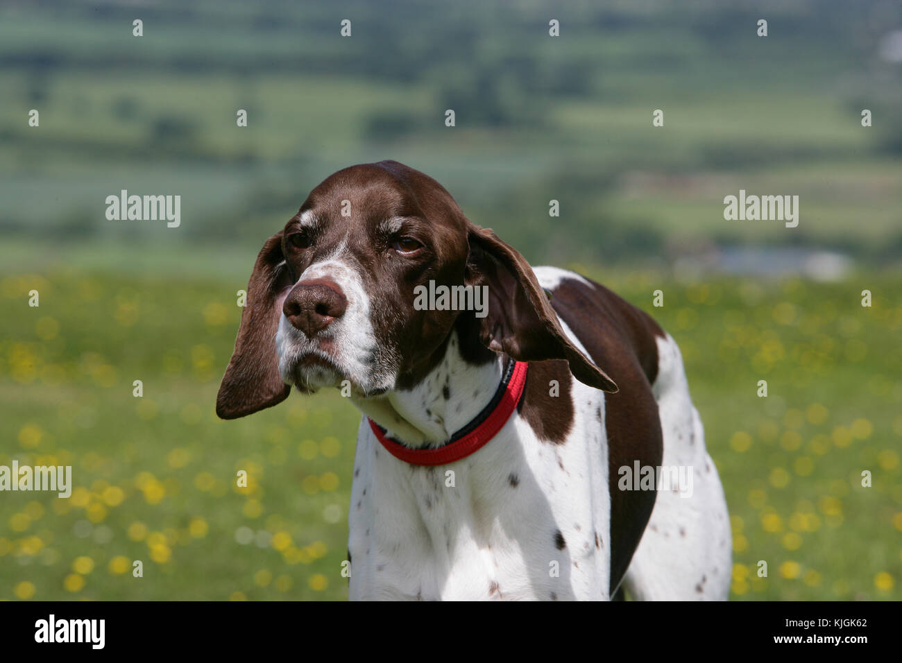 Do wearing red collar hi-res stock photography and images - Alamy