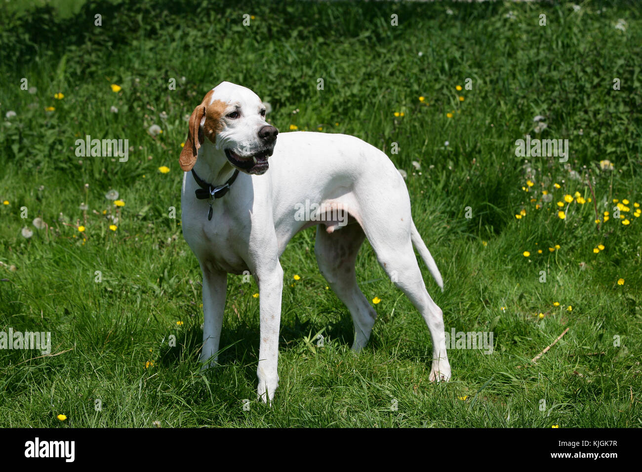 English side hi-res stock photography and images - Alamy