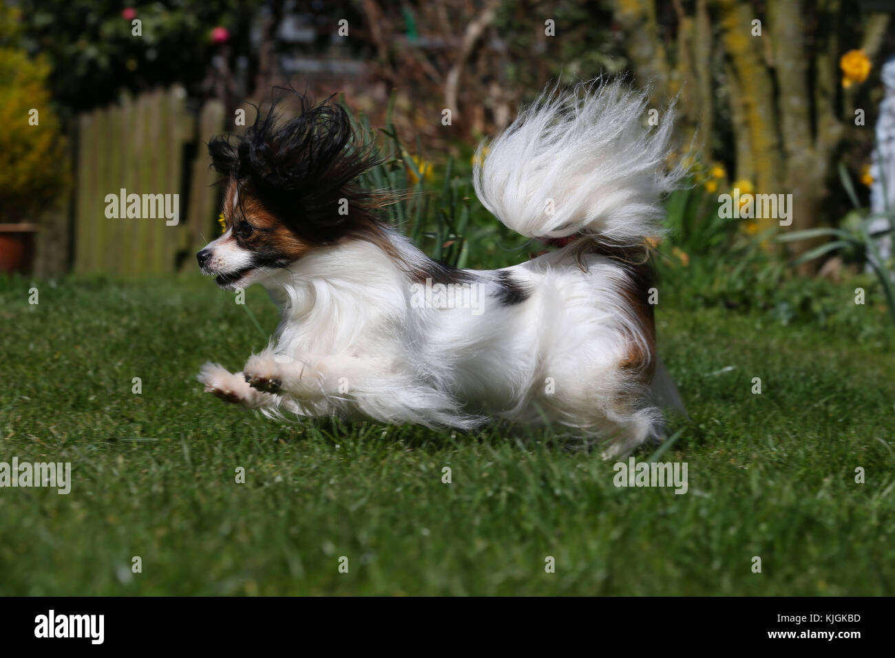 Dog running spaniel hi-res stock photography and images - Alamy