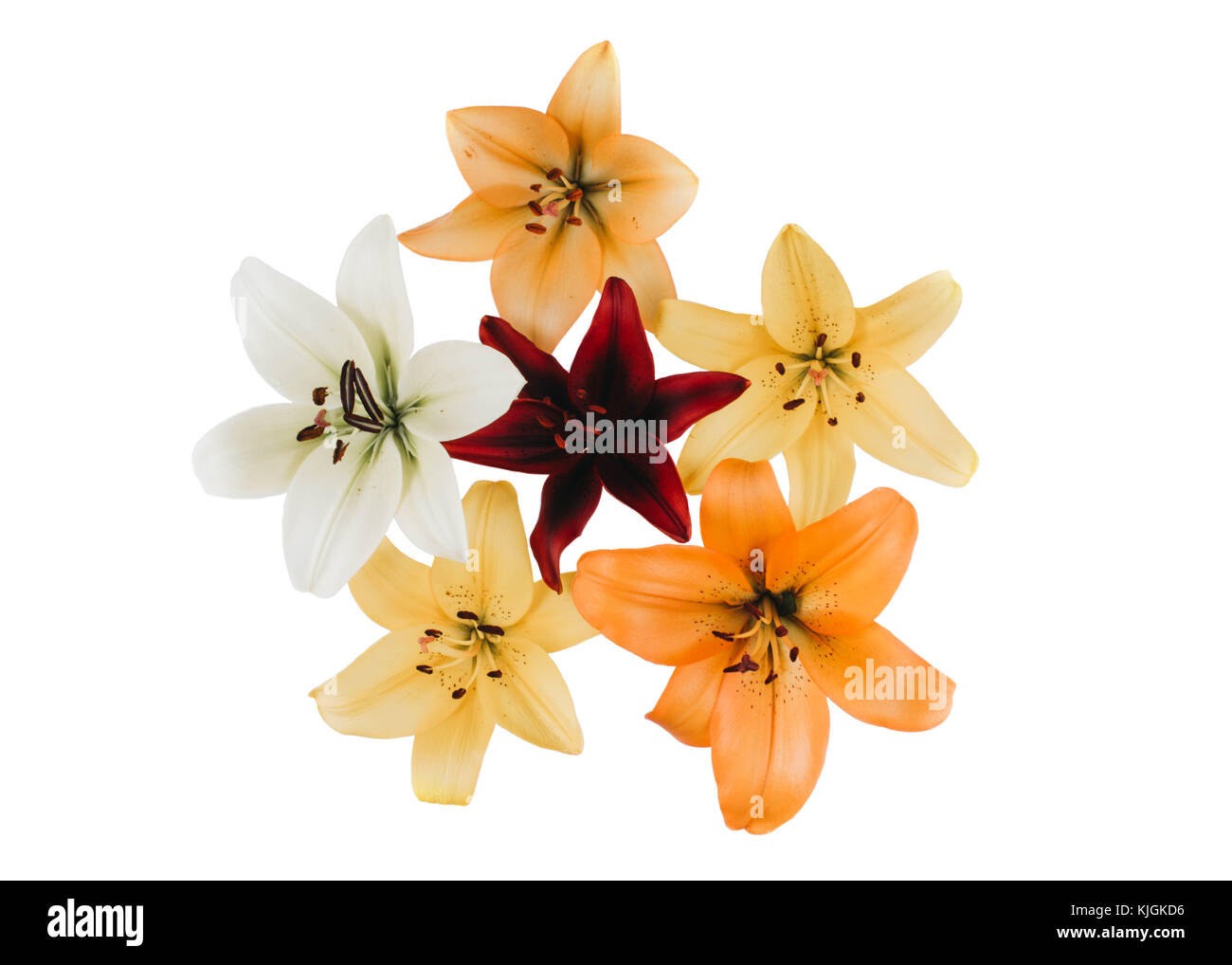 Beautiful lilies with leaves isolated on white background. Top view ...