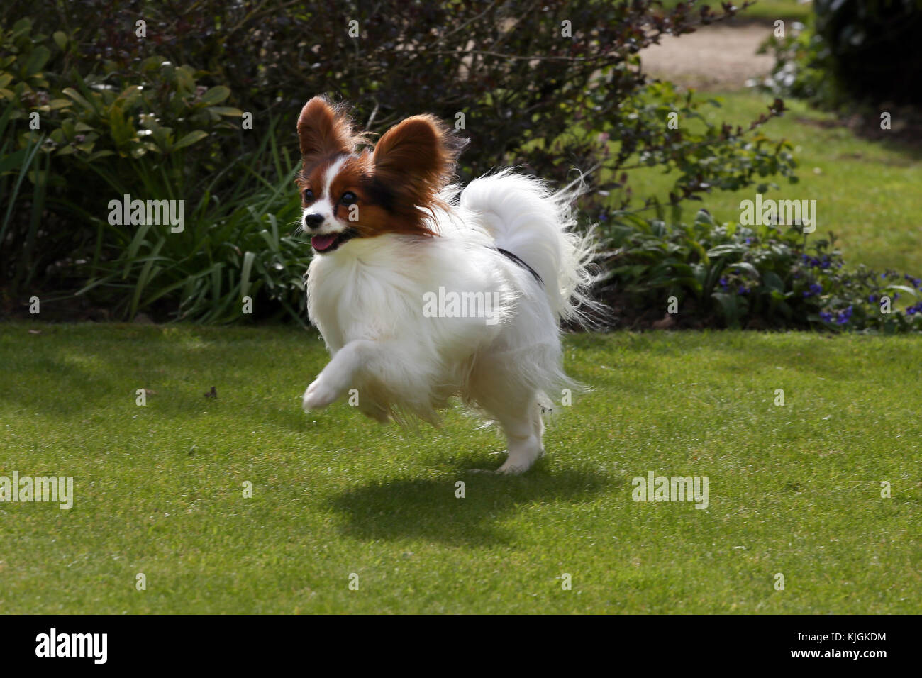 Dog running spaniel hi-res stock photography and images - Alamy
