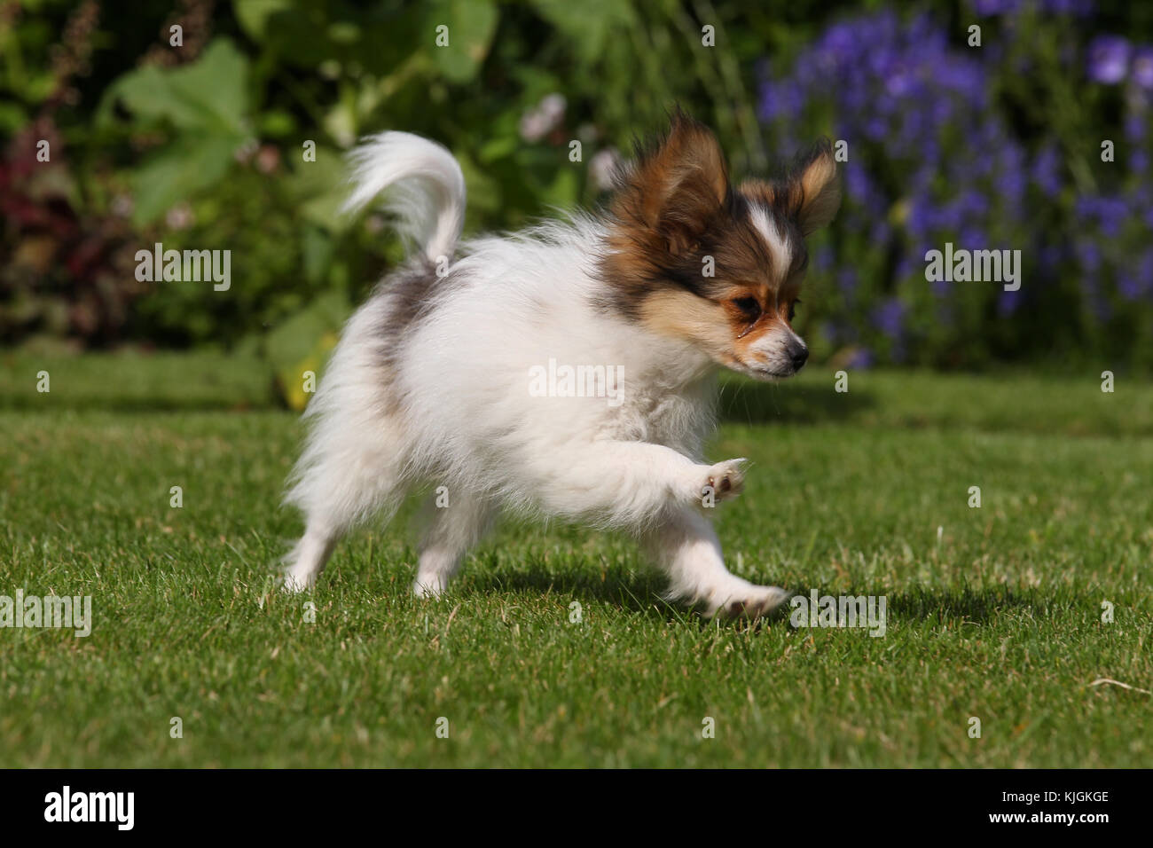 Dog running spaniel hi-res stock photography and images - Alamy