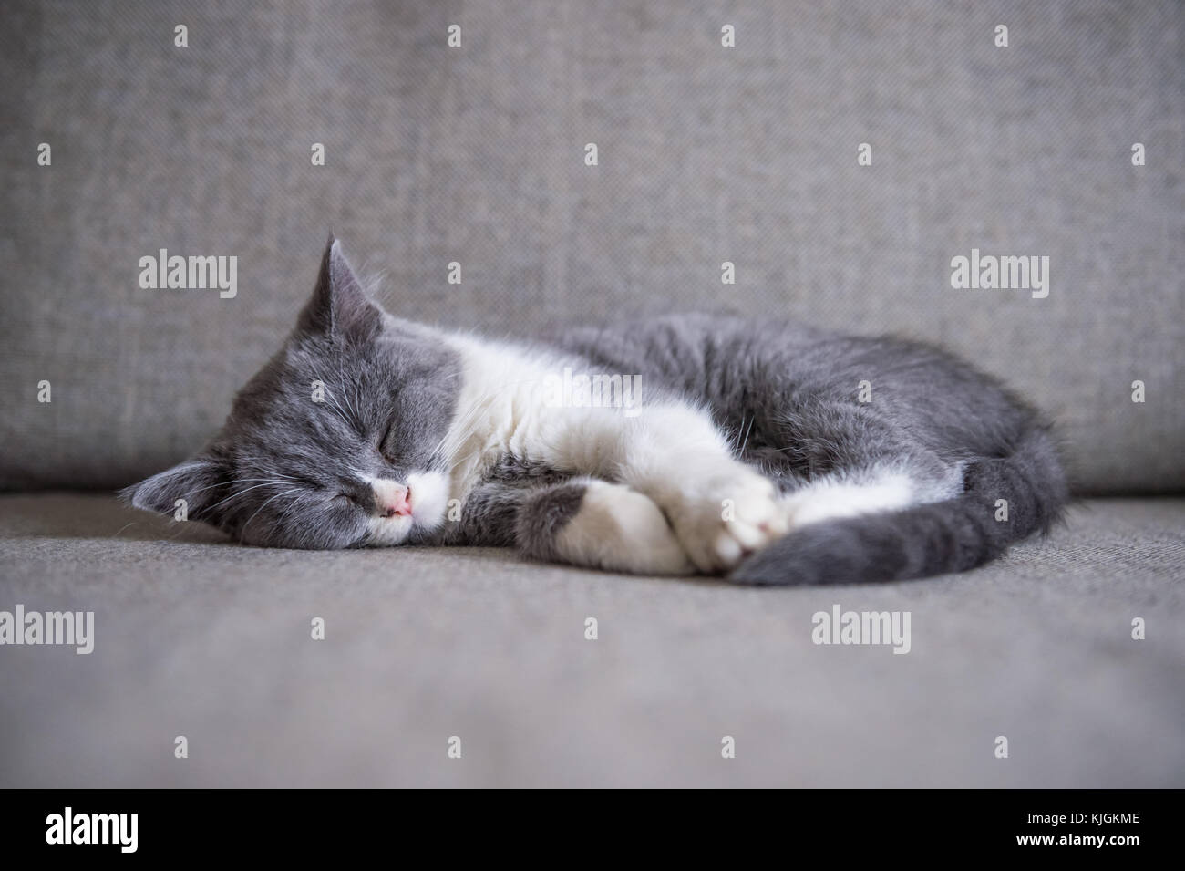 Cute gray kitten, indoor shot Stock Photo - Alamy